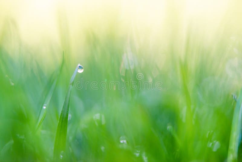 Early Morning Grass Dew on Back Yard Lawn Stock Photo - Image of ...