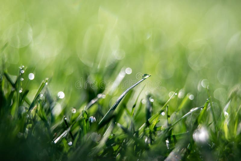 Early Morning Grass Dew on Back Yard Lawn Stock Image - Image of macro ...