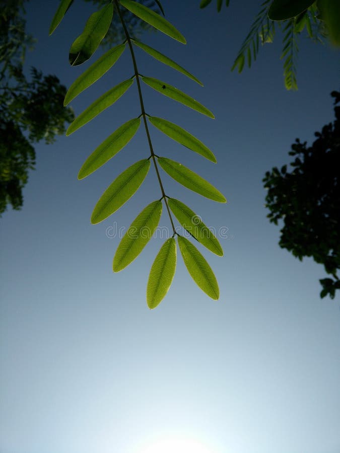 Early Morning Green Leaf with Blue Sky Stock Image - Image of greenery ...