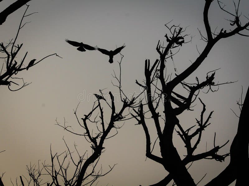 Early morning Haunted Tree stock photo. Image of colorful - 104497732