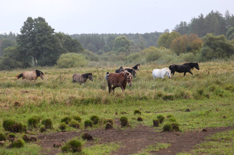 Early in the Morning, Horses Graze Freely in the Rain Stock Image ...