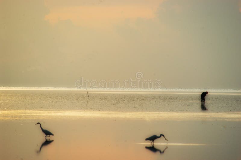 Early Morning Hours stock photo. Image of worm, early - 5243884