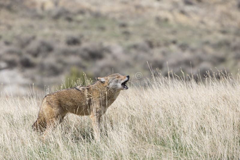 Desert Coyote Howling