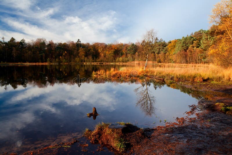 Early Morning Light on Forest Pond Stock Photo - Image of flora, nature ...