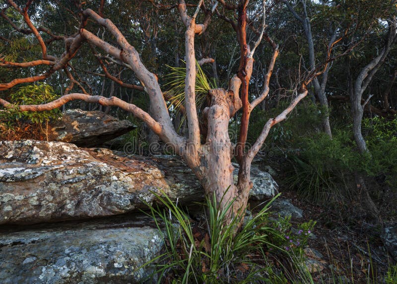 Early Morning Light on Sydney Red Gum Tree in Australia Stock Image ...