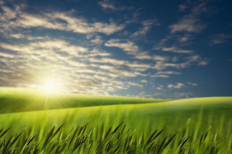 Early Morning In The Forest Backgrounds Stock Image - Image of leaf ...