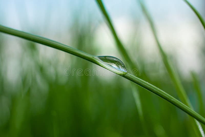 A Drop of Dew on Juicy Spring Grass Stock Photo - Image of lawn, close ...