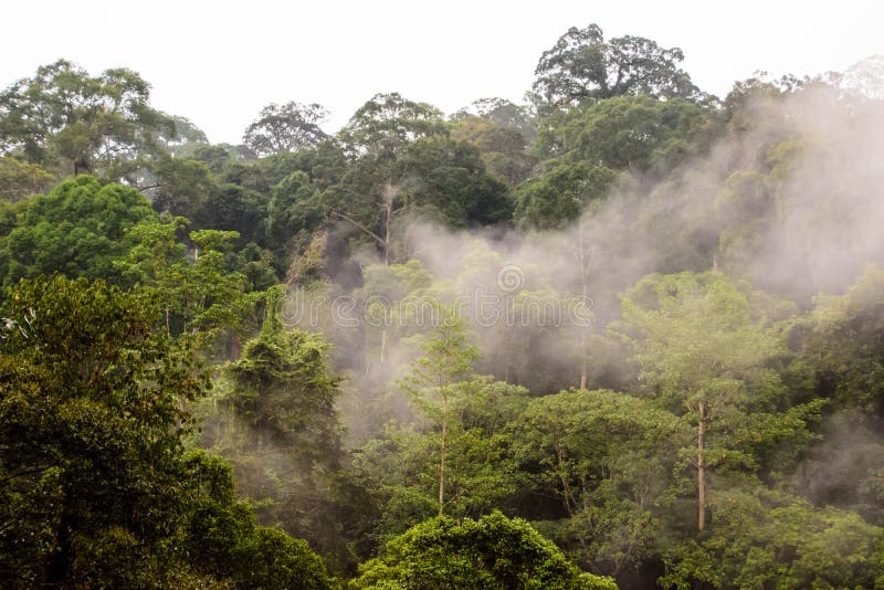 Early Morning Mist Over the Rainforest Stock Photo - Image of early ...