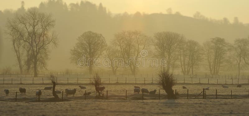 Mist and Sheep Grasmere stock image. Image of lake, fence - 30292799
