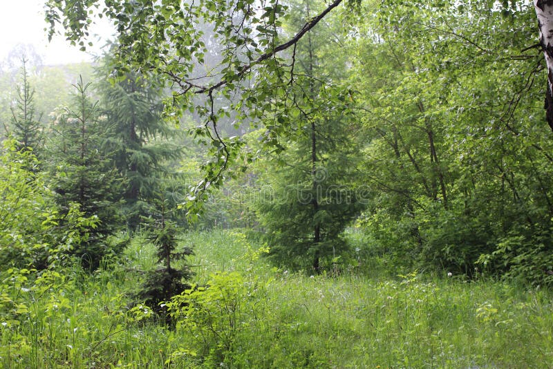 Early Morning in the Misty Magic Green Forest Covered with Dew and Haze ...