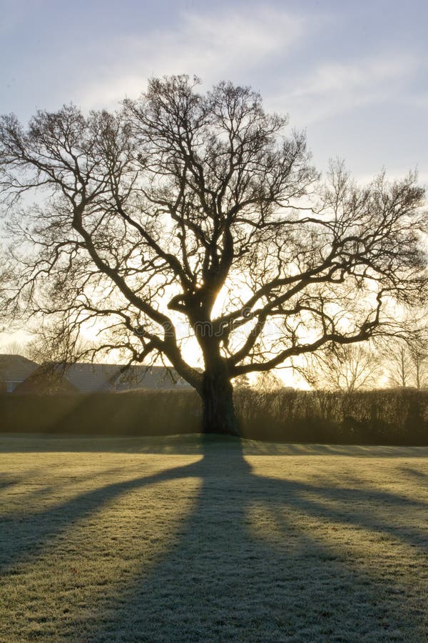 Early morning misty tree stock photo. Image of countryside - 36275766