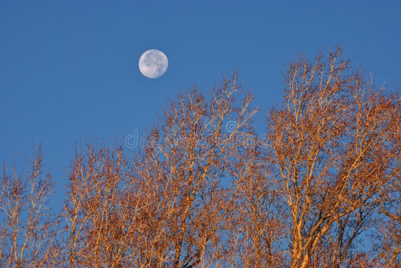 Morning moon stock image. Image of seas, space, mare, outer - 1016525