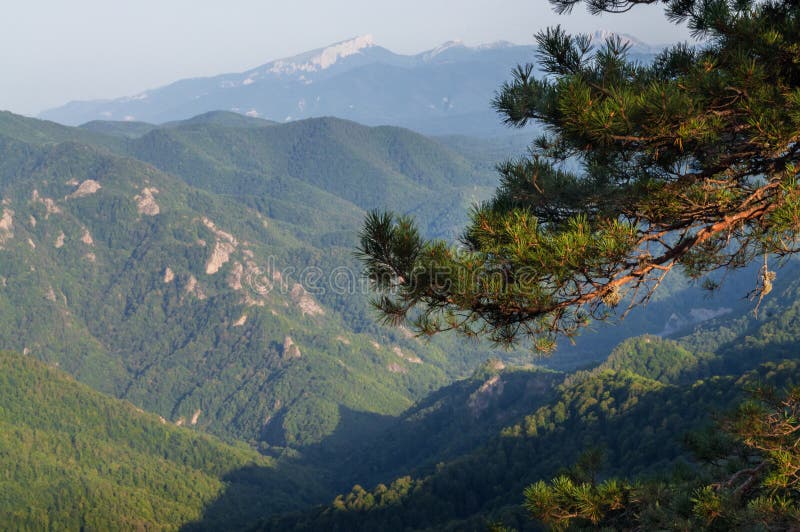 Old pine tree over a cliff stock image. Image of album - 138424039