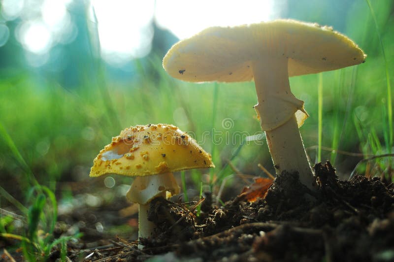 Early Morning Mushrooms stock photo. Image of mushrooms - 55267740