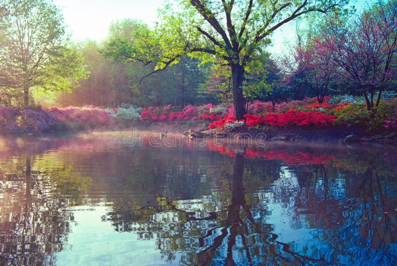Early morning on the pond stock image. Image of water - 4613701