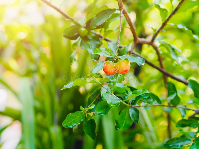 Early Morning after Raining in Cherry Garden Stock Image - Image of ...