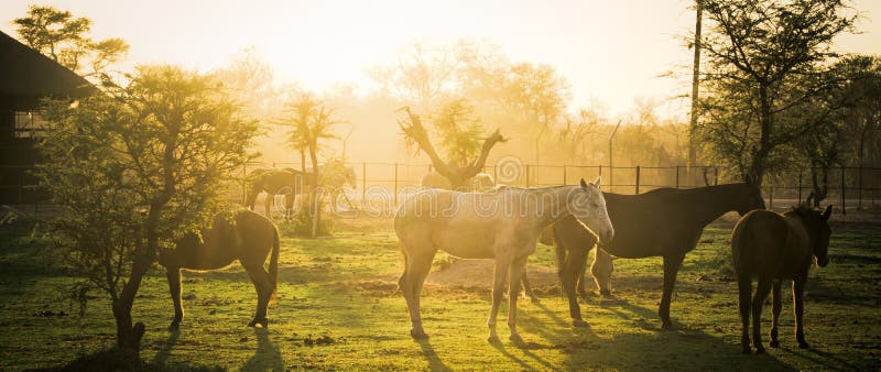 Morning at the Ranch, Waking Up Horses Eat Hay in Front of a Difficult ...