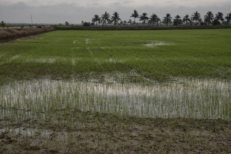 Early Morning Scene at the Green Paddy Field Stock Image - Image of ...