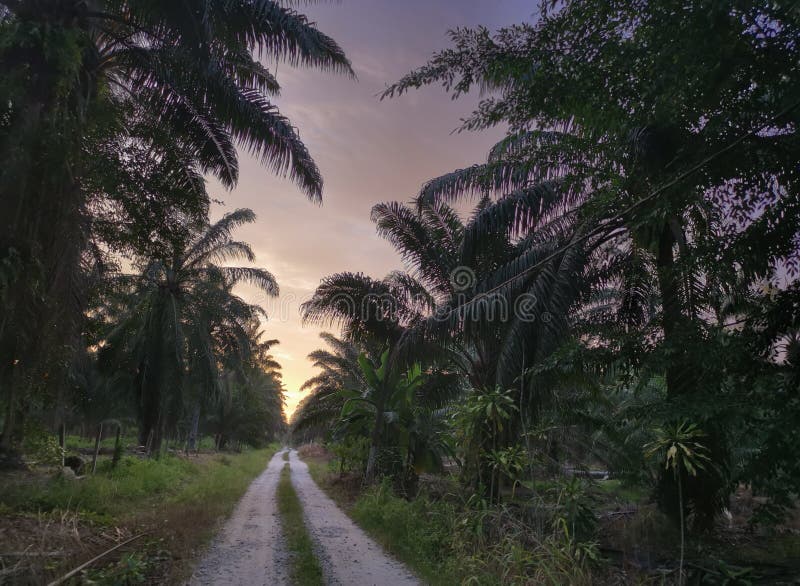 Early Morning Scene of the Pathway into the Farm Stock Photo - Image of ...