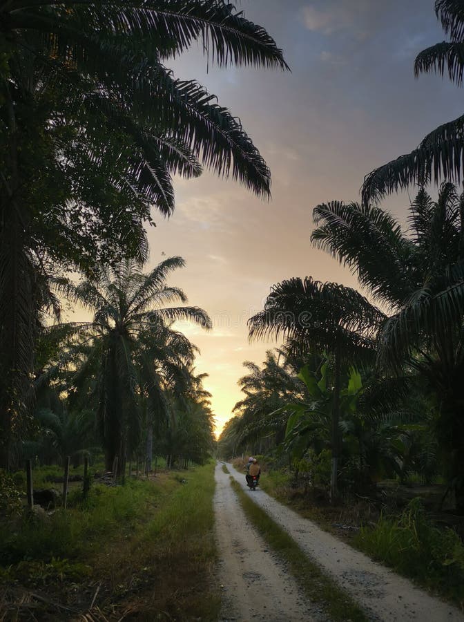 Early Morning Scene of the Pathway into the Farm Stock Image - Image of ...