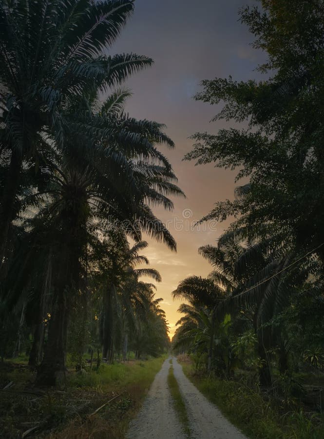 Early Morning Scene of the Pathway into the Farm Stock Image - Image of ...