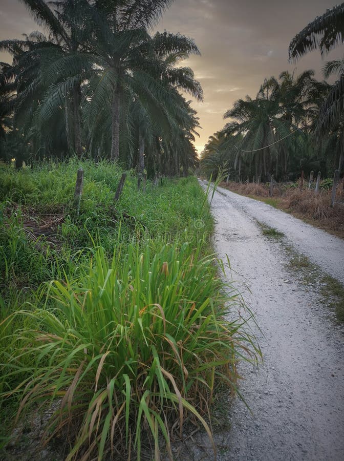 Pathway on the farm stock image. Image of plant, trees - 208747445