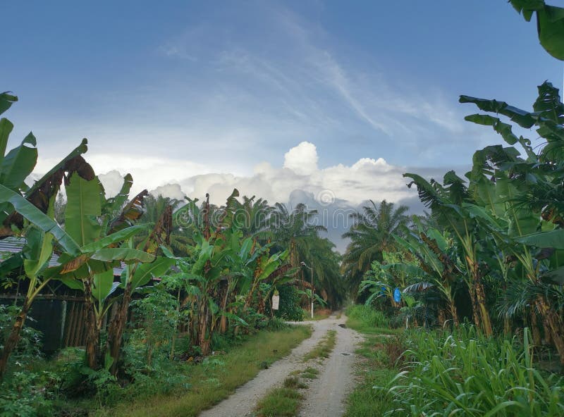 Early Morning Scene of the Pathway into the Farm Stock Image - Image of ...