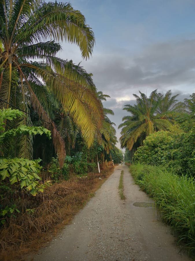 Early Morning Scene of the Pathway into the Farm Stock Image - Image of ...