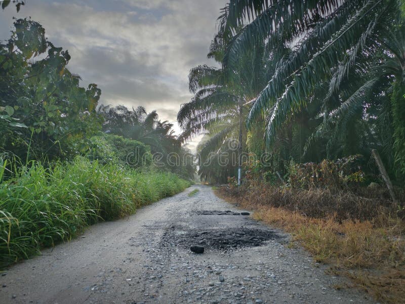 A pathway in a farm stock image. Image of grass, nature - 203354613