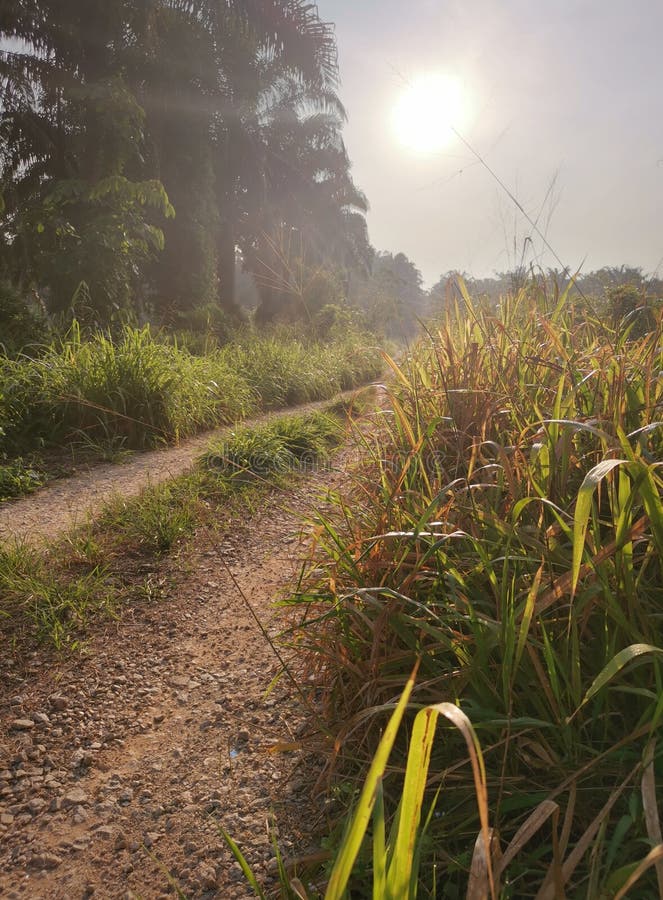 Rural Pathway Along Weeds, Wild Herbs and Field of Cereals Stock Image ...