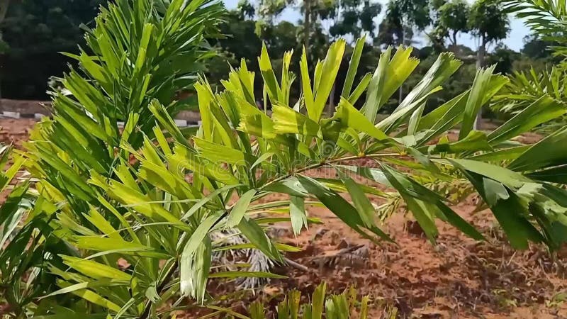 A Small Tree in the Garden Blowing in the Wind Stock Video - Video of ...