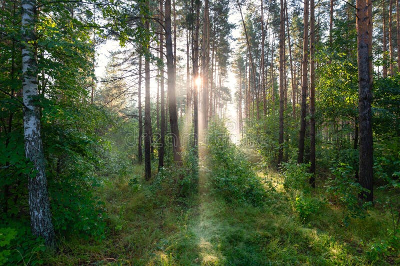 Early Morning in the Spring Forest, the Morning Sun Breaks through the ...