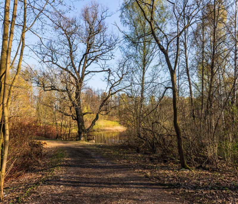 Early morning stock image. Image of birch, branches, natural - 72429223