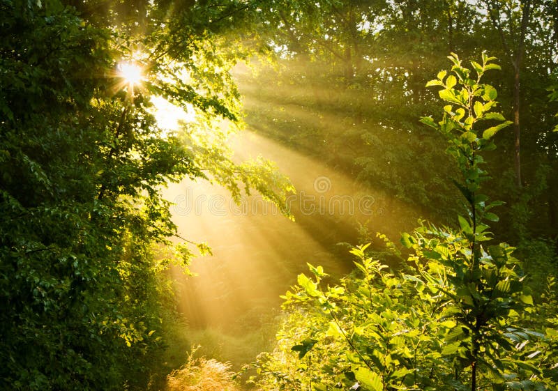 Early Morning Sun In Forest Stock Photo - Image of sunny, sunrise: 15912262