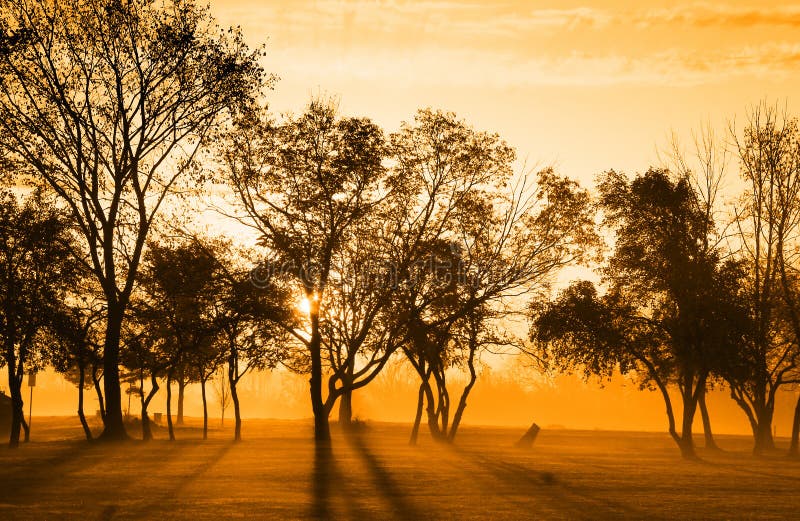 Early Morning Sun Light stock image. Image of branches - 7136195