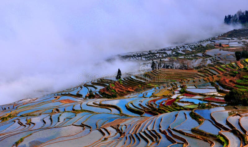 The Early Morning Sun Shines on the Surface of the Terraced Fields, the ...