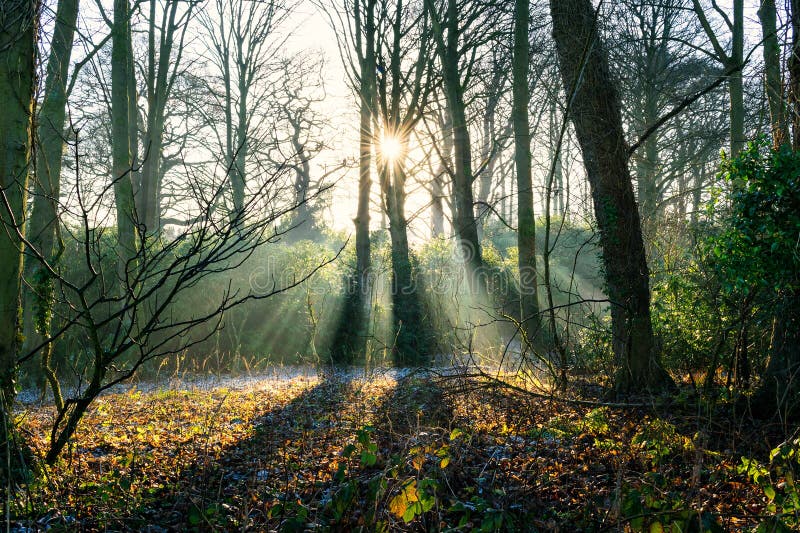 Sunlight through a Forest Trees Stock Photo - Image of bright, beauty ...