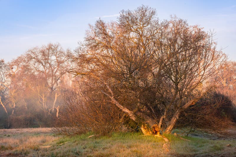 Early Morning Sunlight on the Tree Stock Image - Image of travel ...