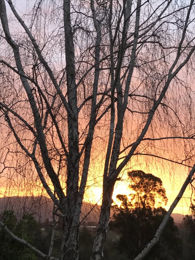 Early Morning Sunrise Birch Tree Stock Photo - Image of early, tree ...