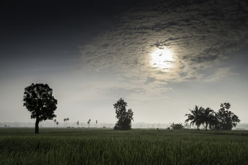 Early Morning Sunrise Over Dew Covered Rice Field Stock Photo - Image ...