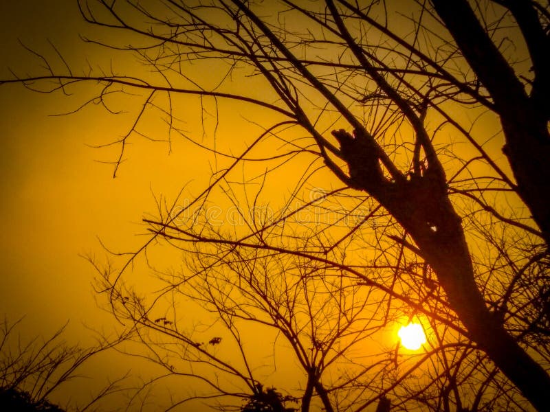 Early morning stock photo. Image of rising, tree, morning - 136752686