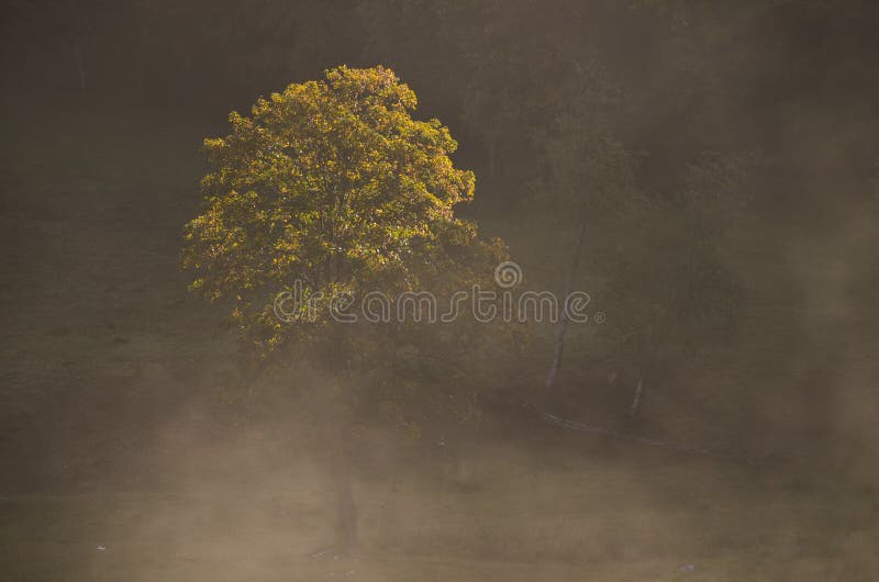 Early Morning Tree in the Light Stock Photo - Image of clouds ...