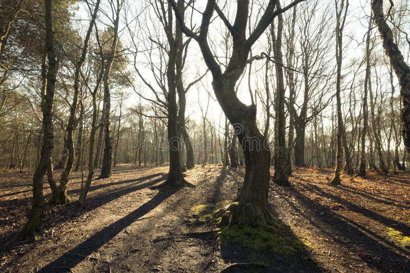 Early Morning Tree Silhouettes Stock Photo - Image of sunrays, trees ...