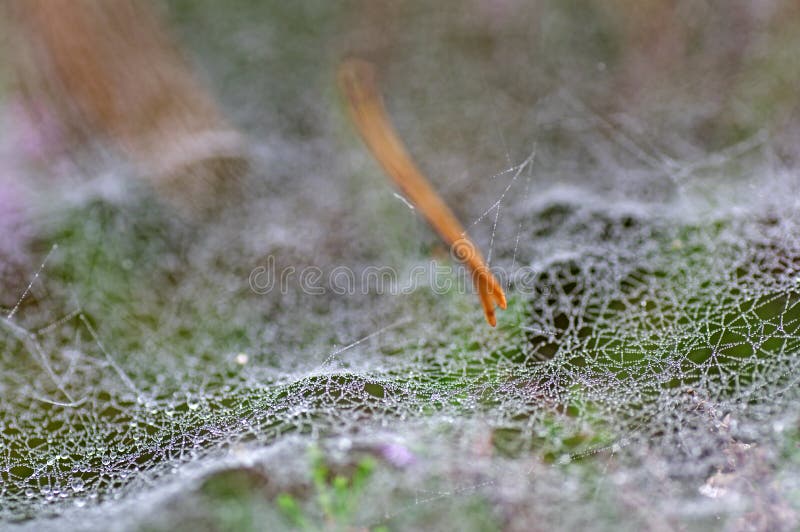 Spiderweb Covered with Drops of Morning Dew. Stock Photo - Image of ...