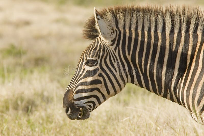Portrait of a Zebra in Early Morning Light Stock Image - Image of ...