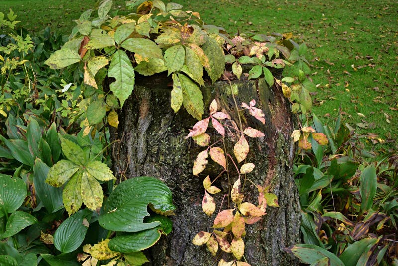 Vine Covered Stump in Michigan Stock Image - Image of covered, early ...