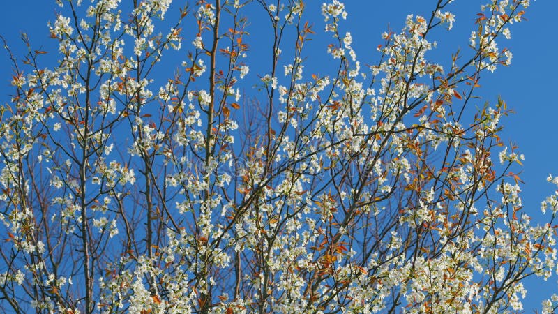 Early Plum Blossom. Sign of Spring Coming. Flowering Plum. Still. Stock ...