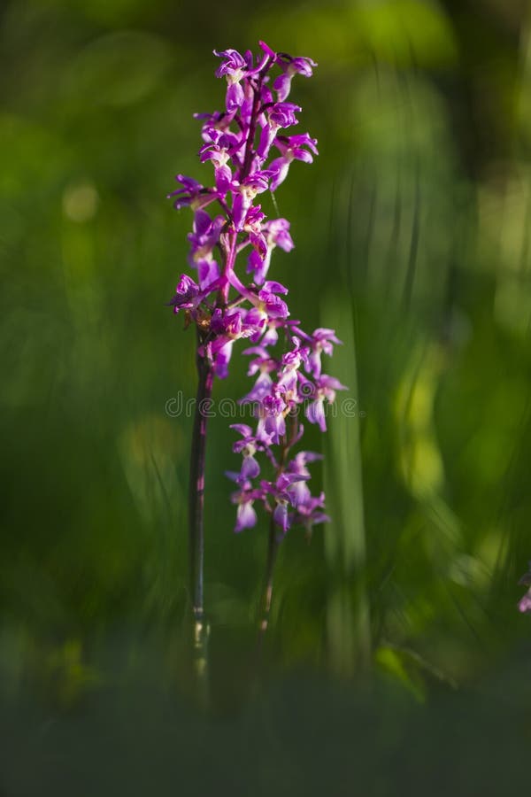 Early-Purple Orchid; Orchis Mascula Stock Image - Image of outdoors ...