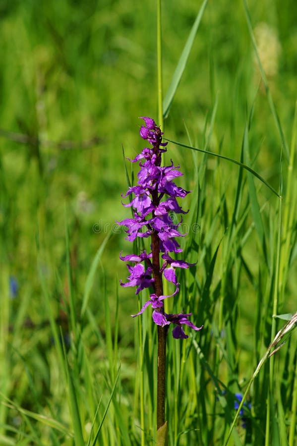 Early-purple Orchid (Orchis Mascula) Stock Image - Image of orchidaceae ...