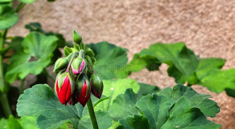 Early Red Geranium Buds with Green Geranium Leaves Stock Image - Image ...